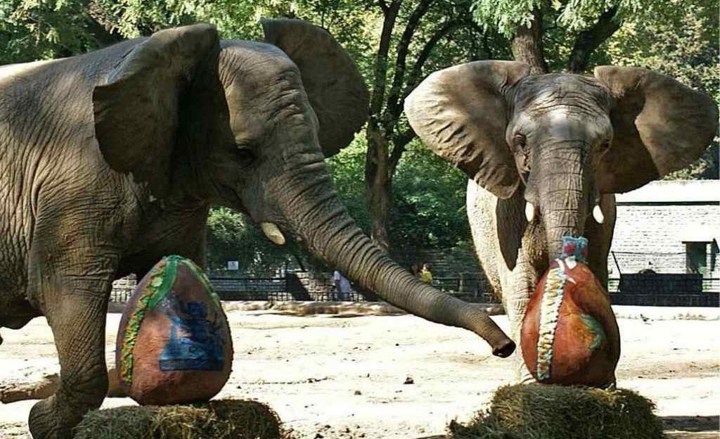 Las elefantas africanas del Ecoparque porteño serán derivadas a ...